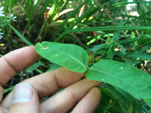 Fraser's marsh St. John's wort (Triadenum fraseri) Flower, Leaf, Care ...