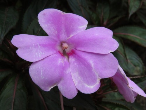 Alegría guineana (Impatiens hawkeri) - PictureThis