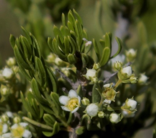 Sand paper bush Care (Watering, Fertilize, Pruning, Propagation ...