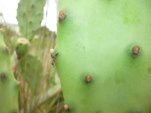 How to Plant and Grow Erect Prickly Pear(Opuntia stricta)