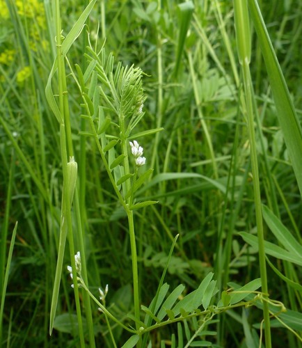 Tiny vetch (Vicia hirsuta) Flower, Leaf, Care, Uses - PictureThis