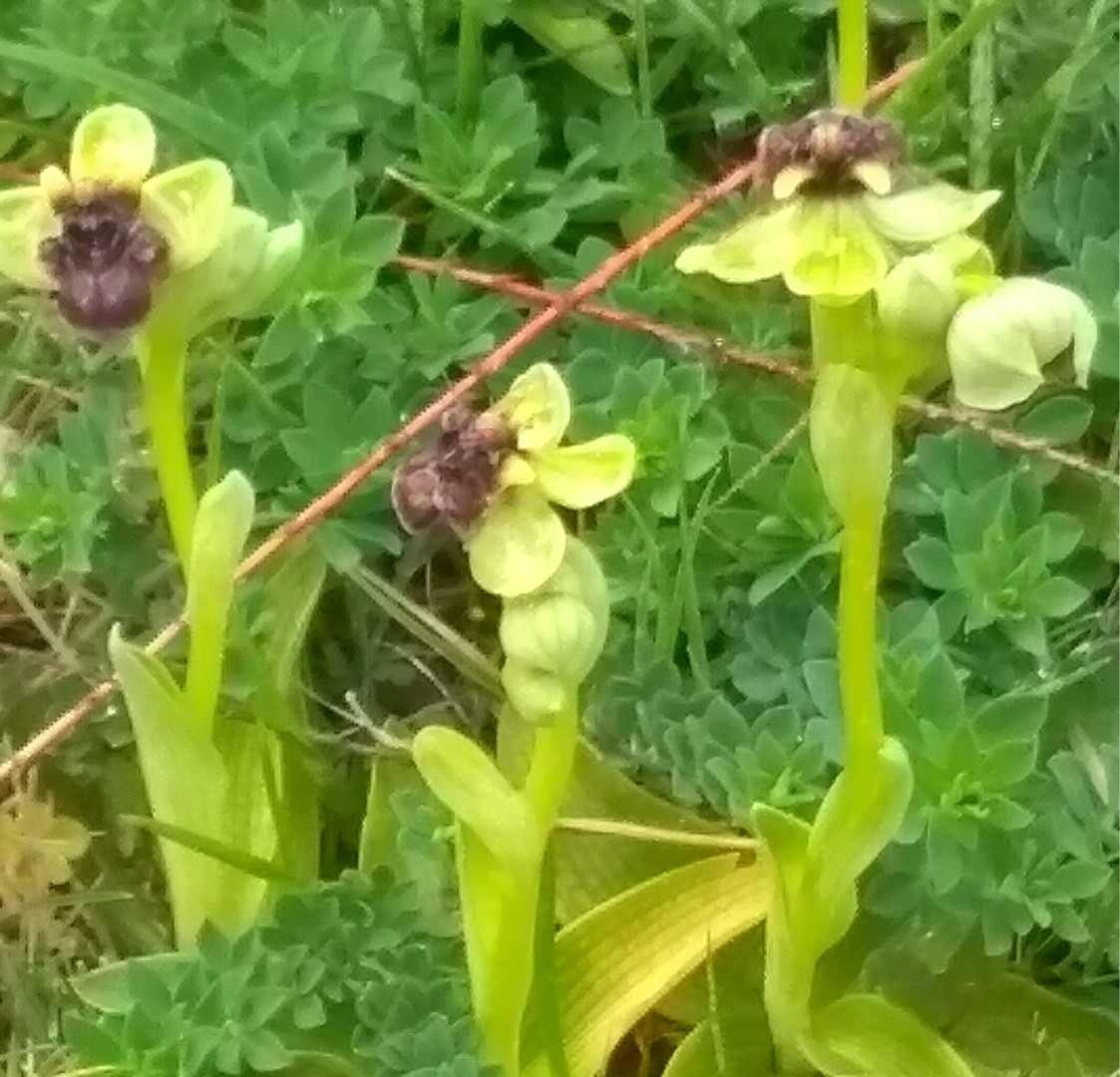 Офрис шмелецветковый (Ophrys bombyliflora) - PictureThis
