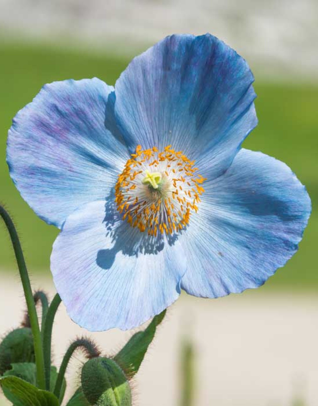 Himalayan blue poppy (Meconopsis betonicifolia) Flower, Leaf, Care ...