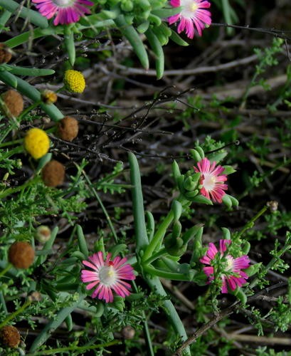 Delosperma multiflorum - PictureThis