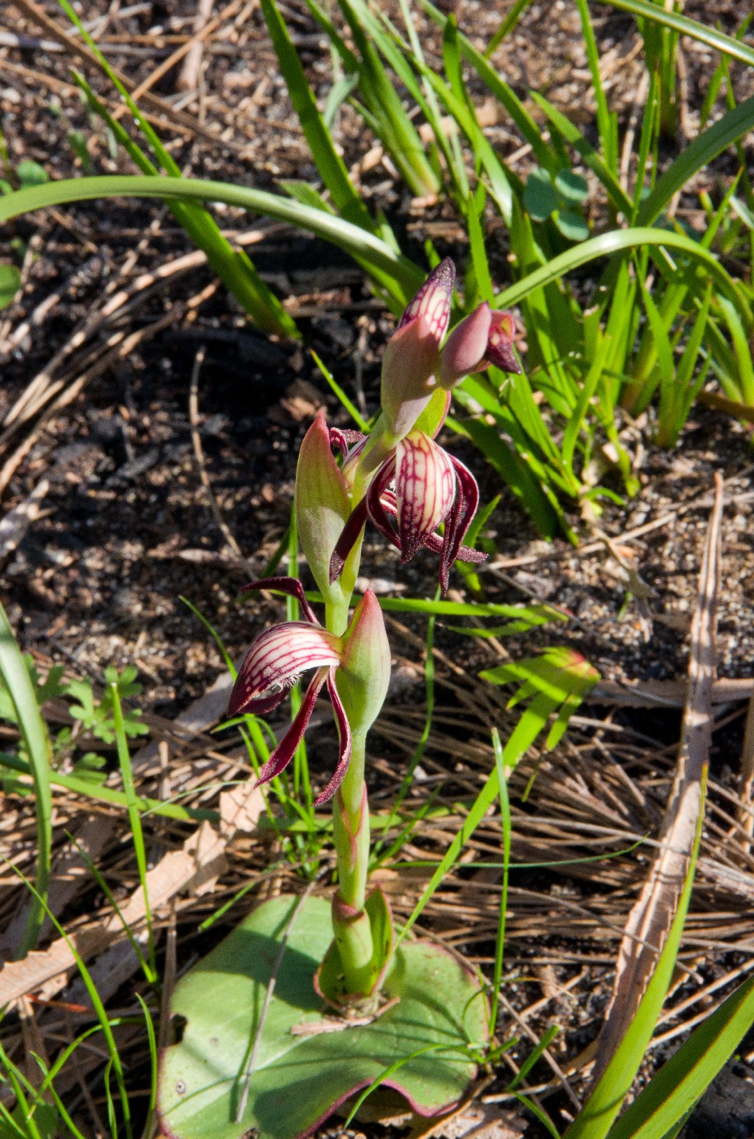 Pyrorchis nigricans - PictureThis
