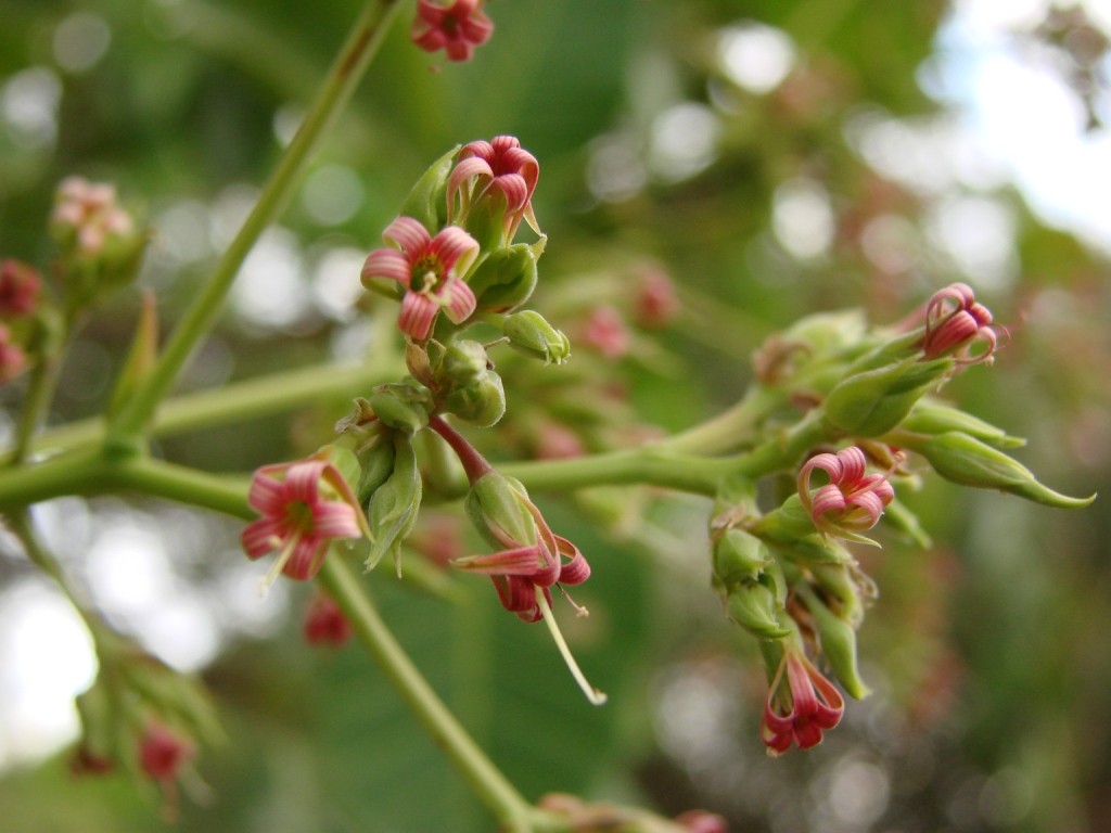 Cashew (Anacardium occidentale) Flower, Leaf, Care, Uses - PictureThis