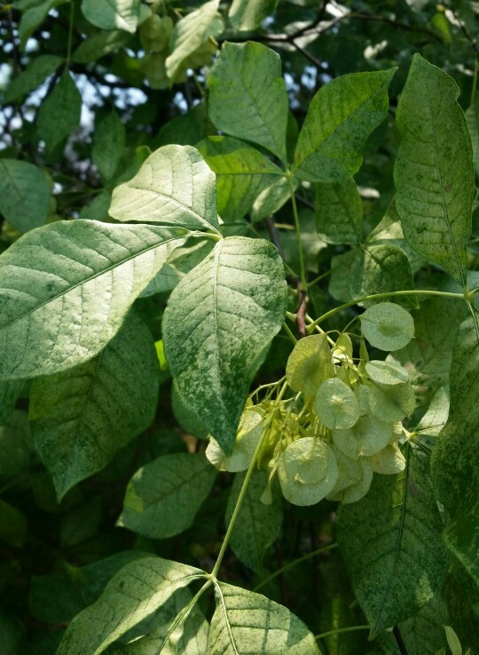 Cola de zorrillo (Ptelea trifoliata) - PictureThis