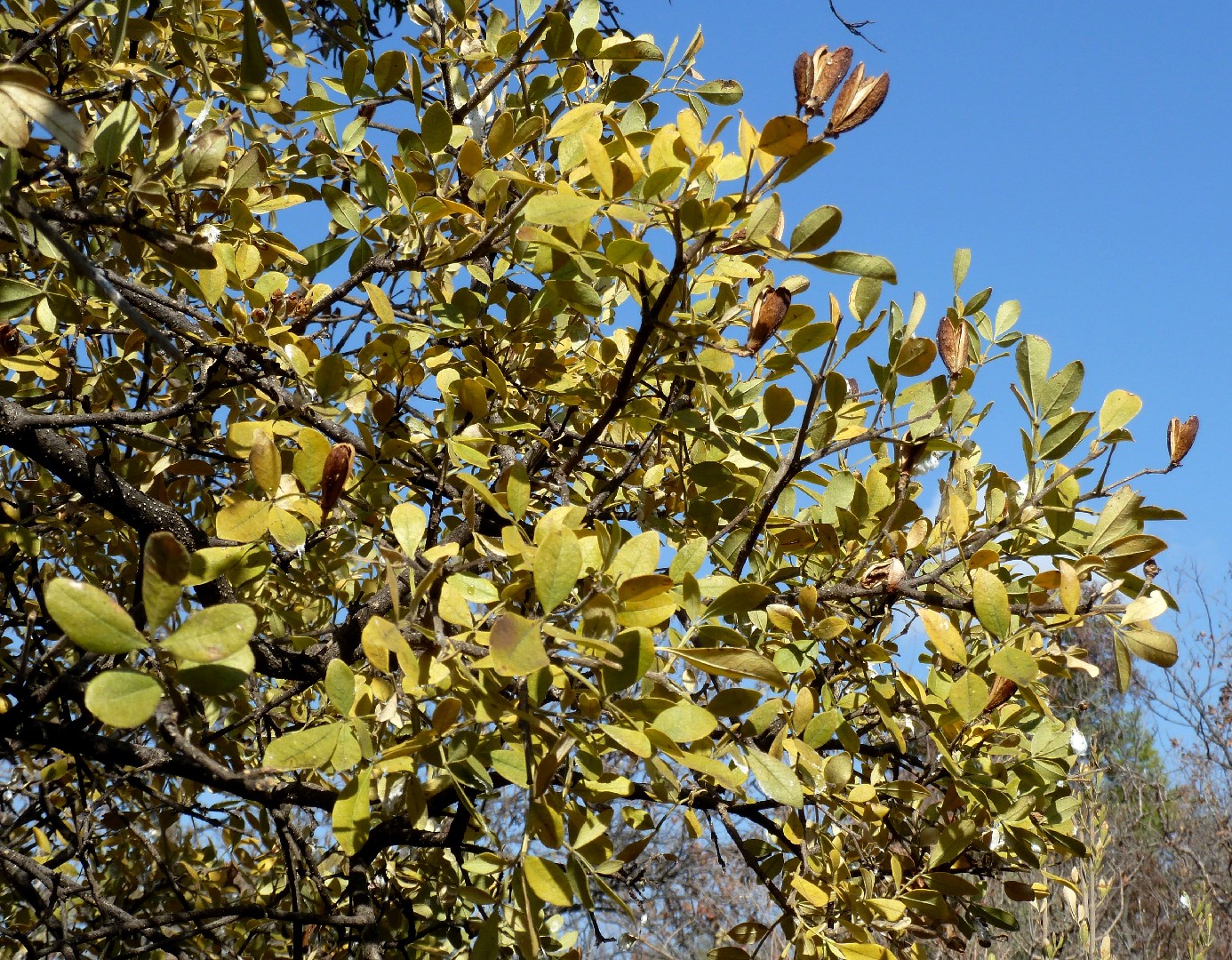 Olive (Oleaceae) Flower, Leaf, Care, Uses - PictureThis