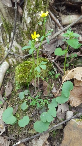 Ranunculus harveyi - PictureThis