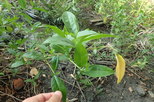 How to Plant and Grow Glory bower(Volkameria inermis)