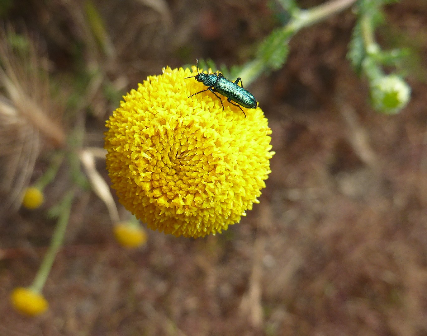 アナキクルス・バレンティヌス (Anacyclus valentinus) 花言葉，毒性，よくある質問 - PictureThis
