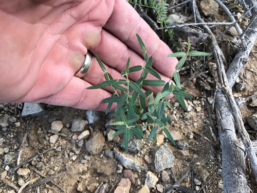 Slender janusia (Cottsia gracilis) Flower, Leaf, Care, Uses - PictureThis