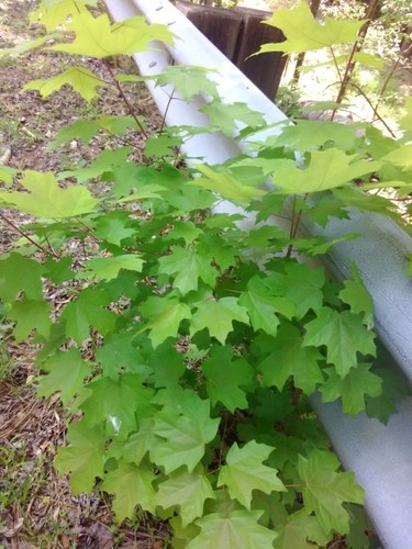 How to Plant and Grow Southern Sugar Maple(Acer barbatum)