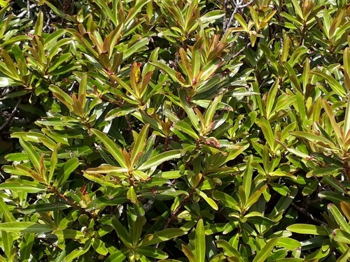 Myrsine salicina - PictureThis