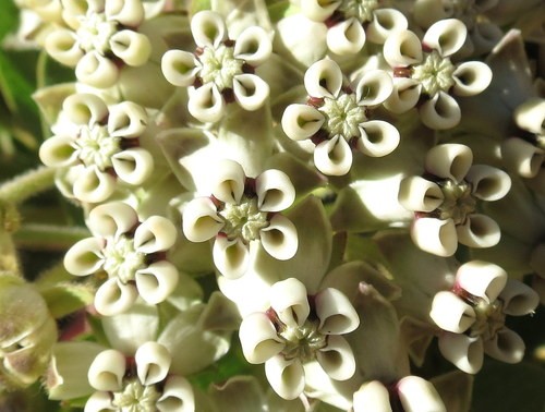 Wild cotton (Gomphocarpus cancellatus) Flower, Leaf, Care, Uses ...