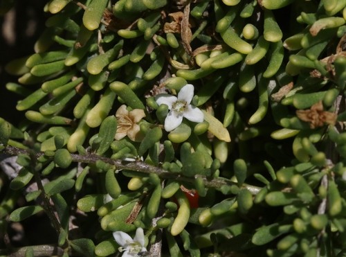 Lycium californicum 花言葉，毒性，よくある質問 - PictureThis