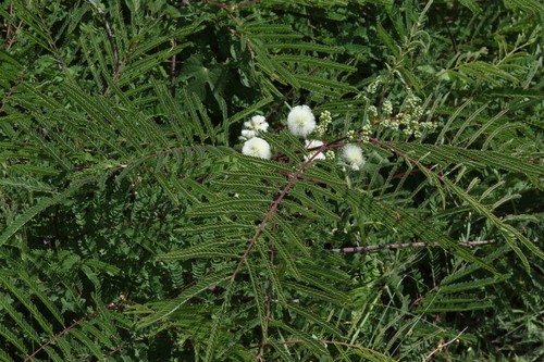Prairie acacia (Acaciella angustissima) Flower, Leaf, Care, Uses ...