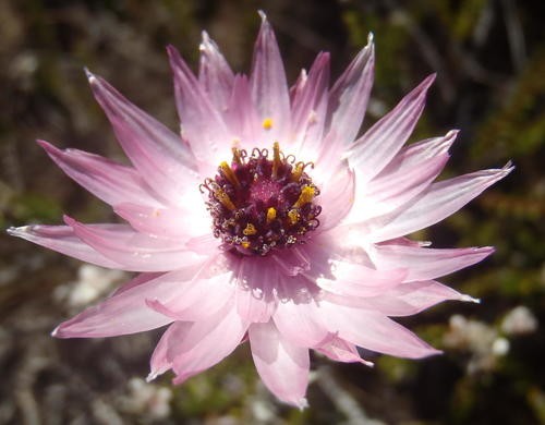 Syncarpha canescens - PictureThis