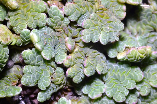 Azolla (Azolla filiculoides) - PictureThis