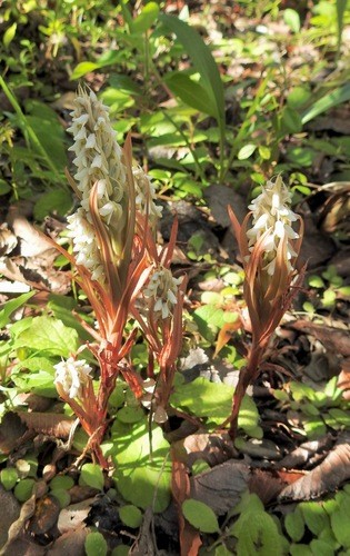 Zeuxine strateumatica - PictureThis