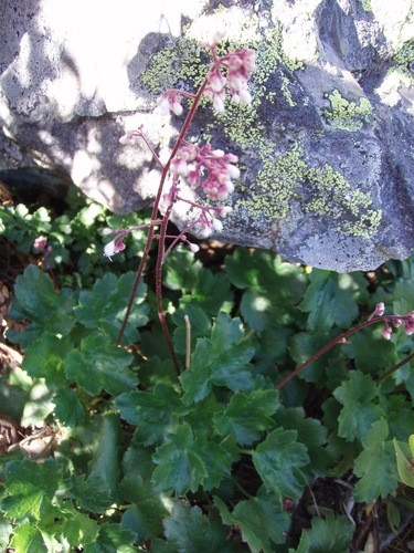 How to Plant and Grow Pink alumroot(Heuchera rubescens)