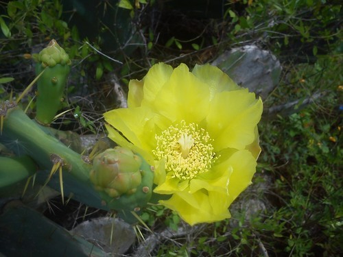 How to Plant and Grow Erect Prickly Pear(Opuntia stricta)