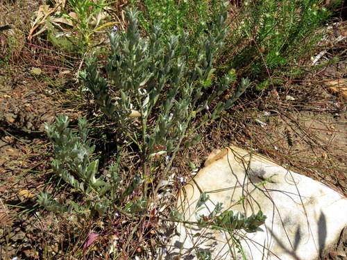 Satin bush (Podalyria sericea) Flower, Leaf, Care, Uses - PictureThis