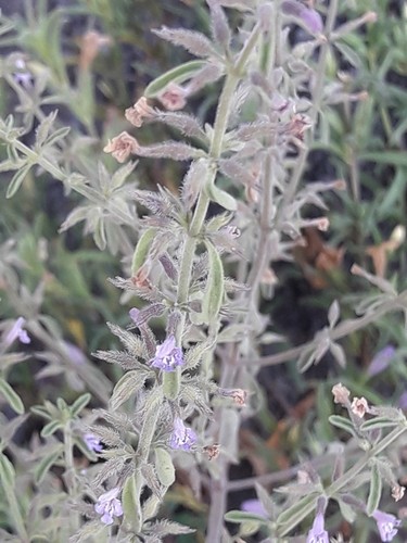 Poleo (Hedeoma drummondii) - PictureThis