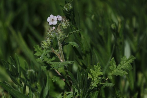 Caterpillar phacelia (Phacelia cicutaria) Flower, Leaf, Care, Uses - PictureThis