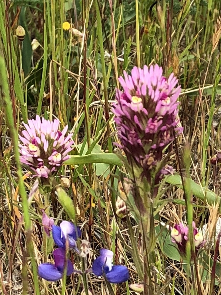 Castilleja densiflora - PictureThis