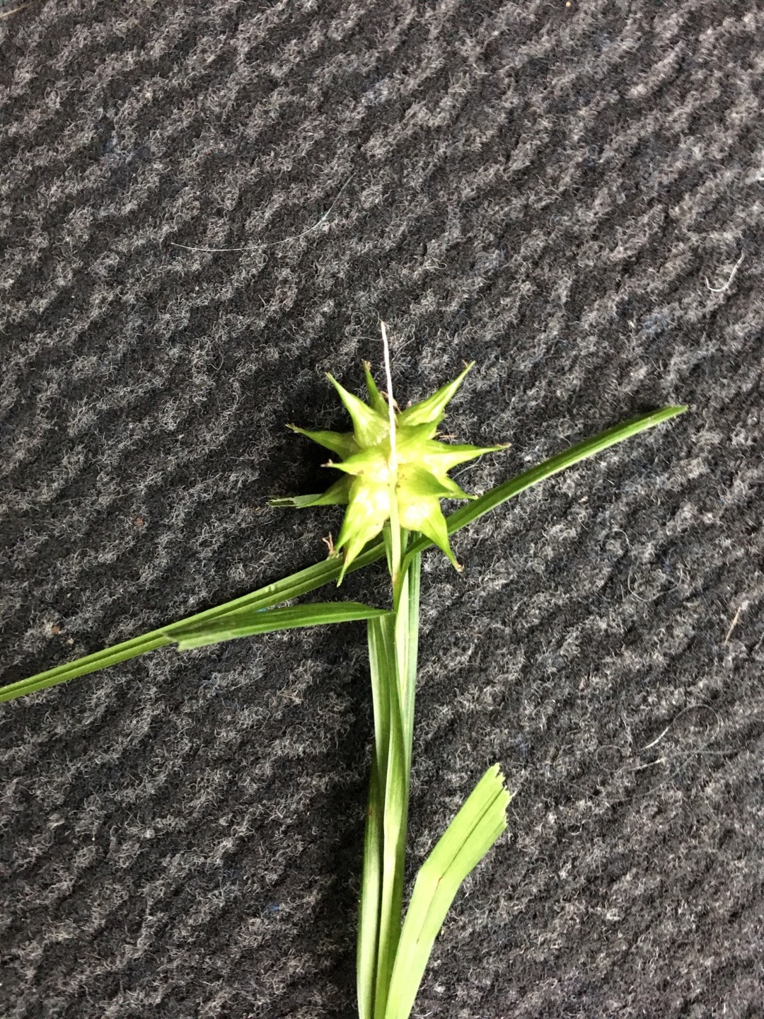 Carex Grayi Invasive
