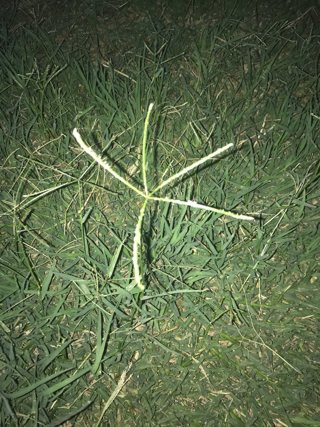 Goosegrass (Eleusine indica) Flower, Leaf, Care, Uses - PictureThis