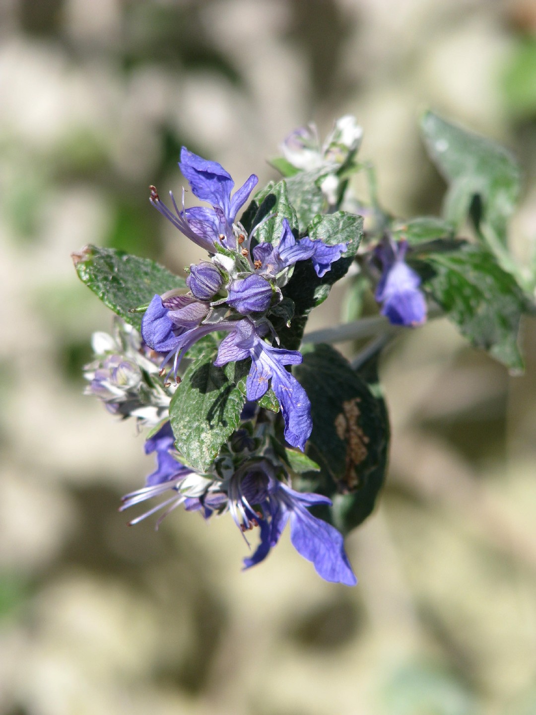 How to Plant and Grow Tree germander(Teucrium fruticans)