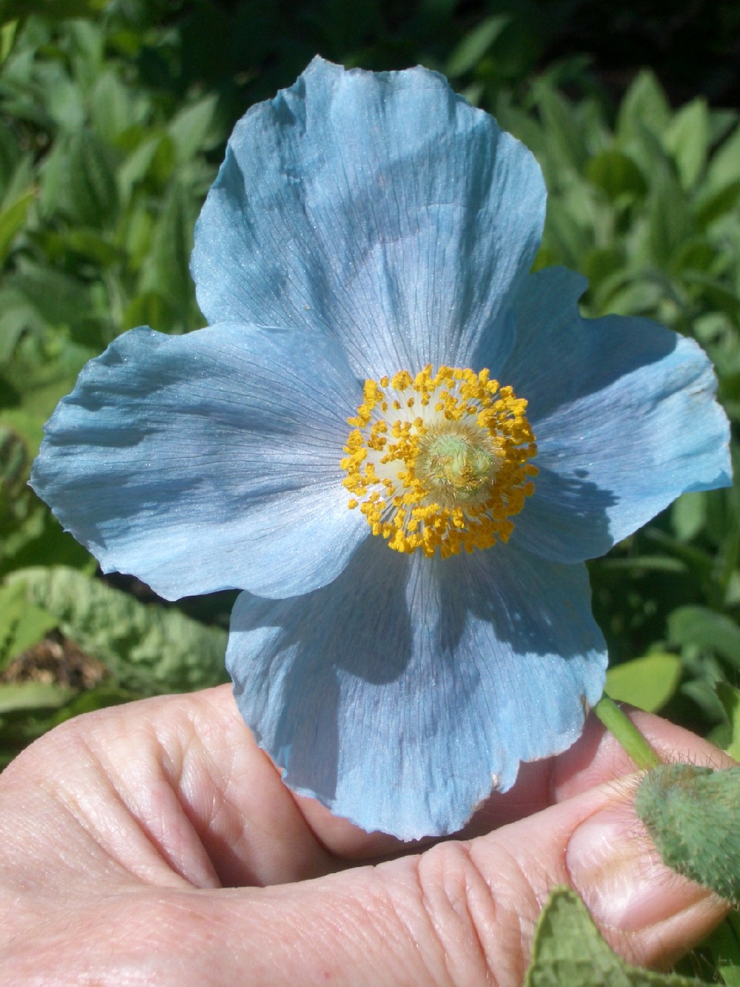 Amapola azul (Meconopsis grandis) - PictureThis