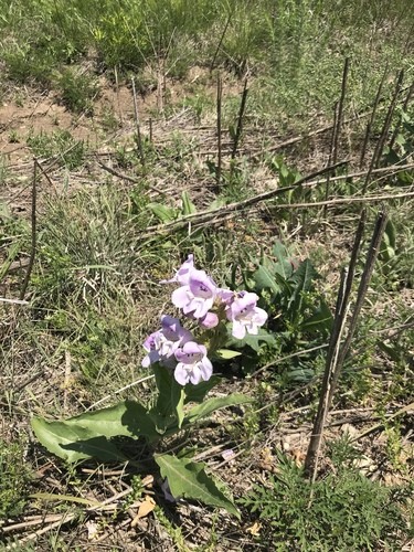 Penstemon cobaea - PictureThis