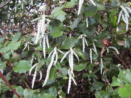 How to Plant and Grow Silk tassel bush(Garrya elliptica)