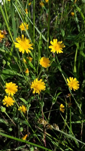 Weedy dwarf dandelion (Krigia cespitosa) Flower, Leaf, Care, Uses ...