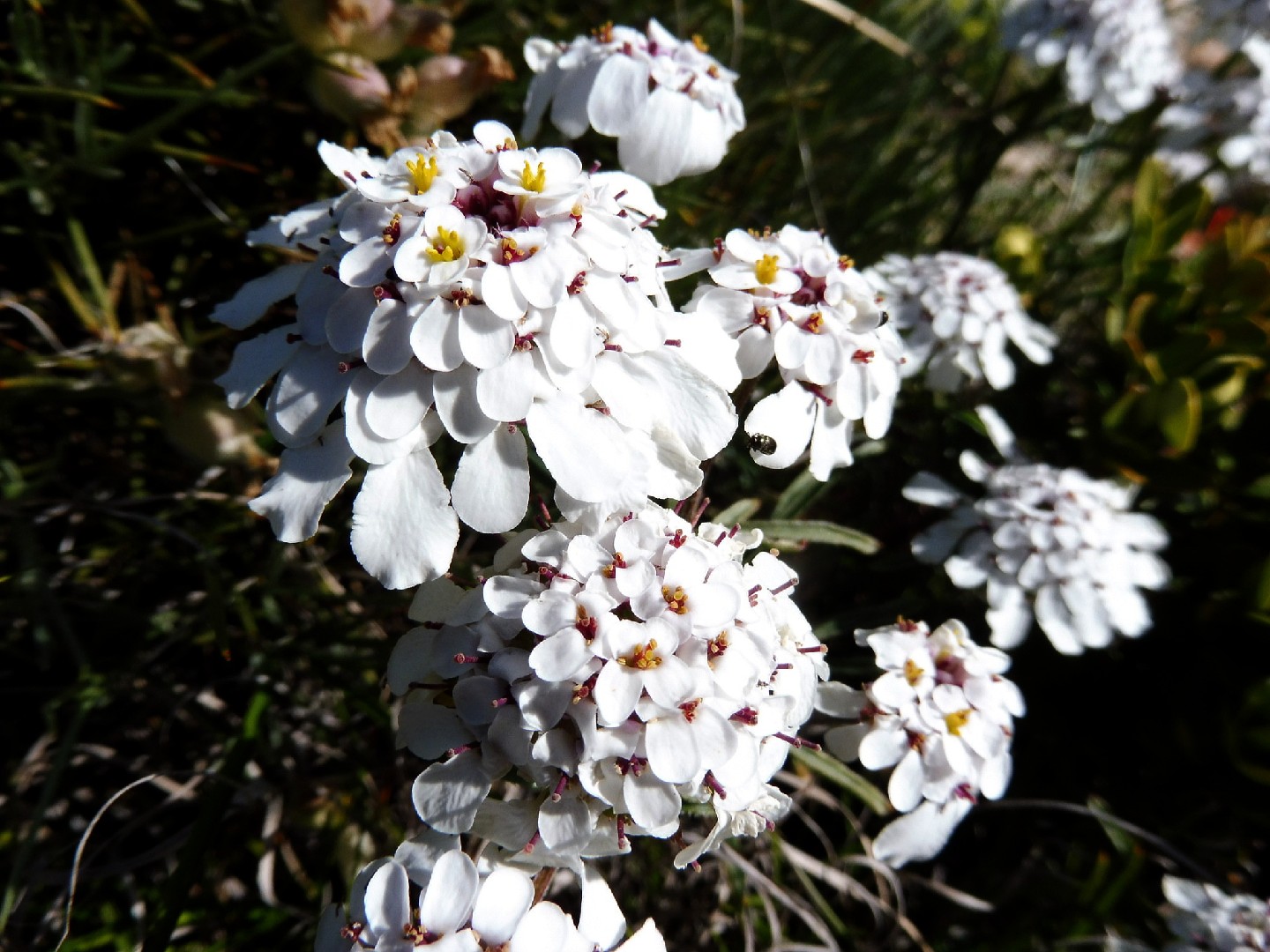 Evergreen candytuft (Iberis sempervirens) Flower, Leaf, Care, Uses ...