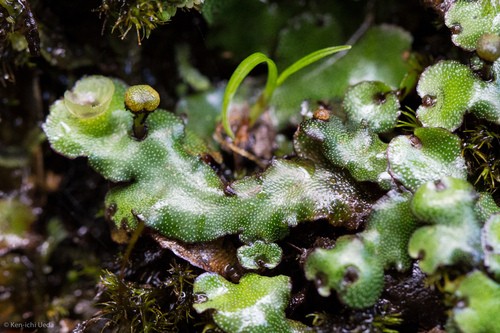 Marchantia foliacea - PictureThis