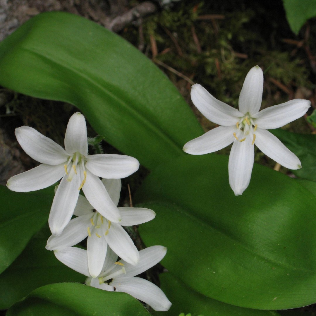 Clintonia uniflora - PictureThis
