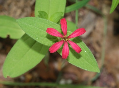Gallito de monte (Zinnia peruviana) - PictureThis