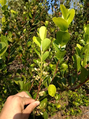 White mangrove (Laguncularia racemosa) Flower, Leaf, Care, Uses ...