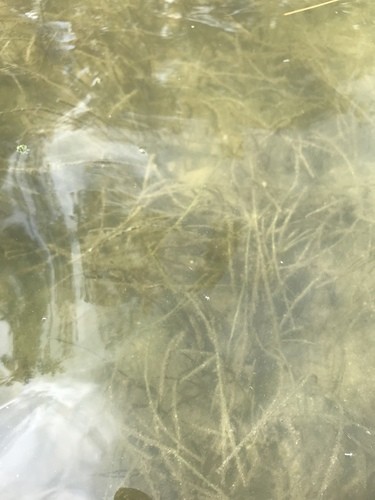 Halodule - PictureThis