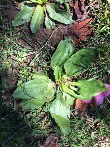 Blackseed plantain (Plantago rugelii) Flower, Leaf, Care, Uses ...