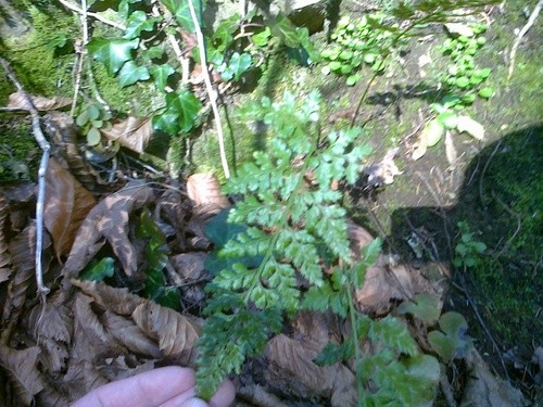 How to Plant and Grow Black Spleenwort(Asplenium adiantum-nigrum)