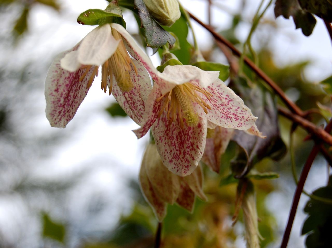Clemátide (Clematis cirrhosa) - PictureThis