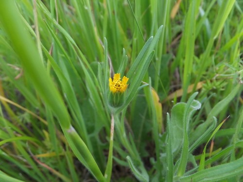 Blow wives (Achyrachaena mollis) Flower, Leaf, Care, Uses - PictureThis