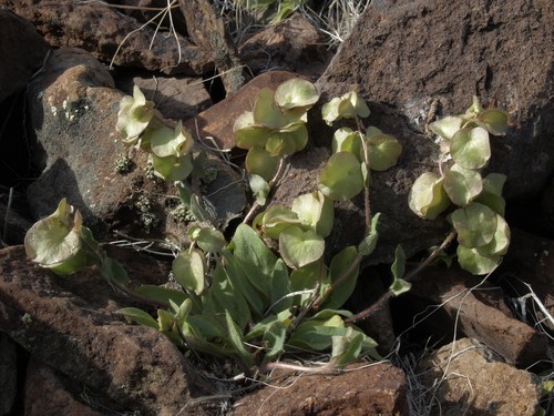 Tricardia Flower, Leaf, Care, Uses - PictureThis