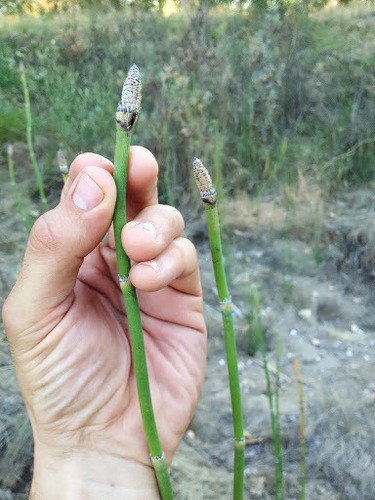Caña carricillo (Equisetum laevigatum) - PictureThis