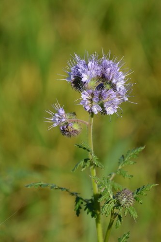 藍翅草 (Phacelia tanacetifolia) 照顧，種植，繁殖，開花時間 - PictureThis